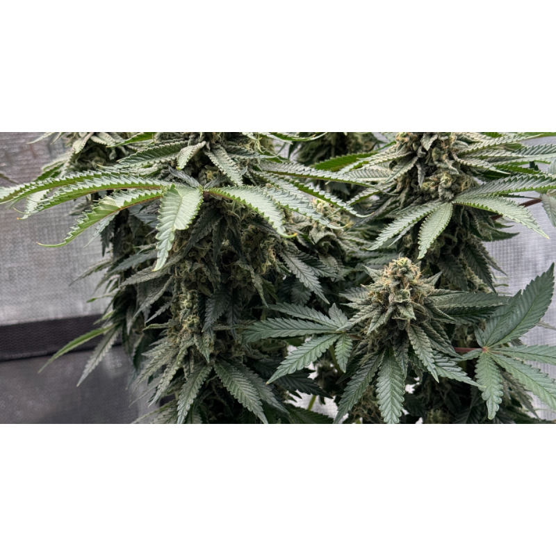 Cannabis richtig trocknen: Anleitung & Profi-Tipps