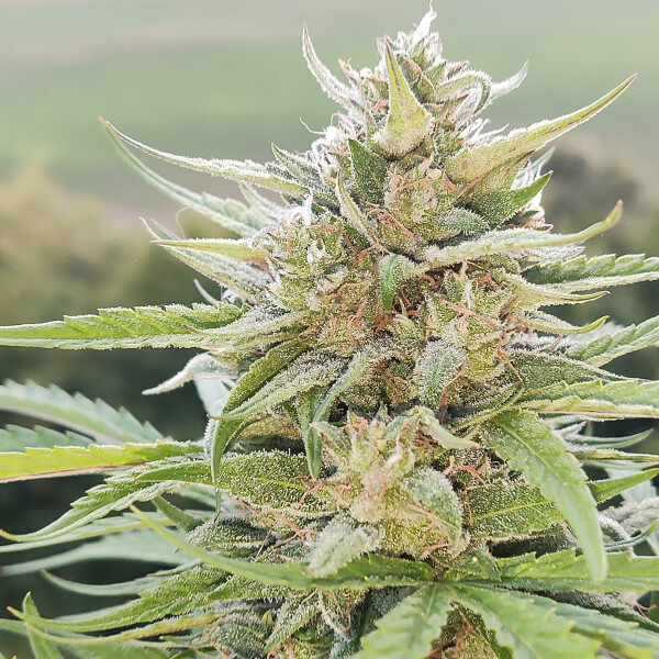Super Silver Haze Auto Cannabis Samen | NORDKRAUT PREMIUM SEEDS, 17,94